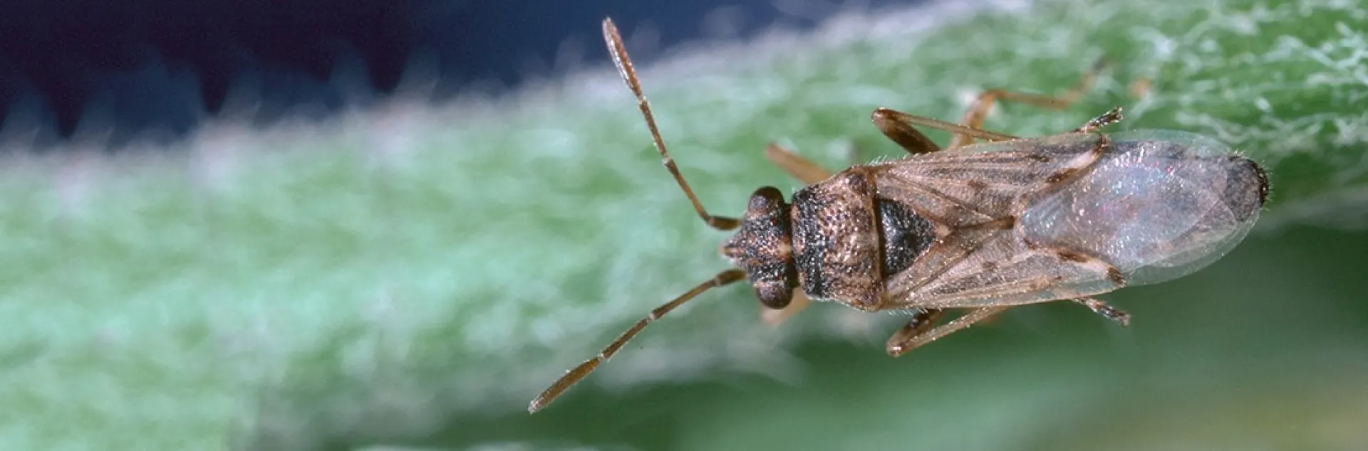 False Chinch Bugs Show Up when Hills Dry Up | UC Agriculture and Natural Resources